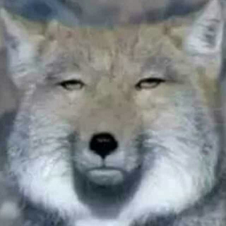 骑自行车的肖恩 