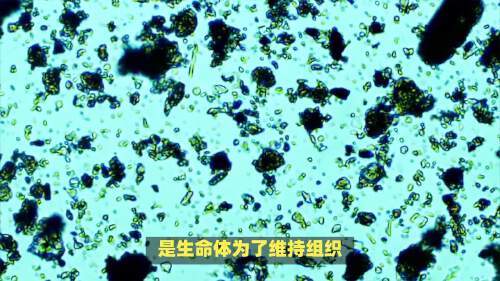 揭秘细胞凋亡:生命自我调控的神奇生死密码,平衡背后的科学奇迹