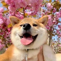大顺
