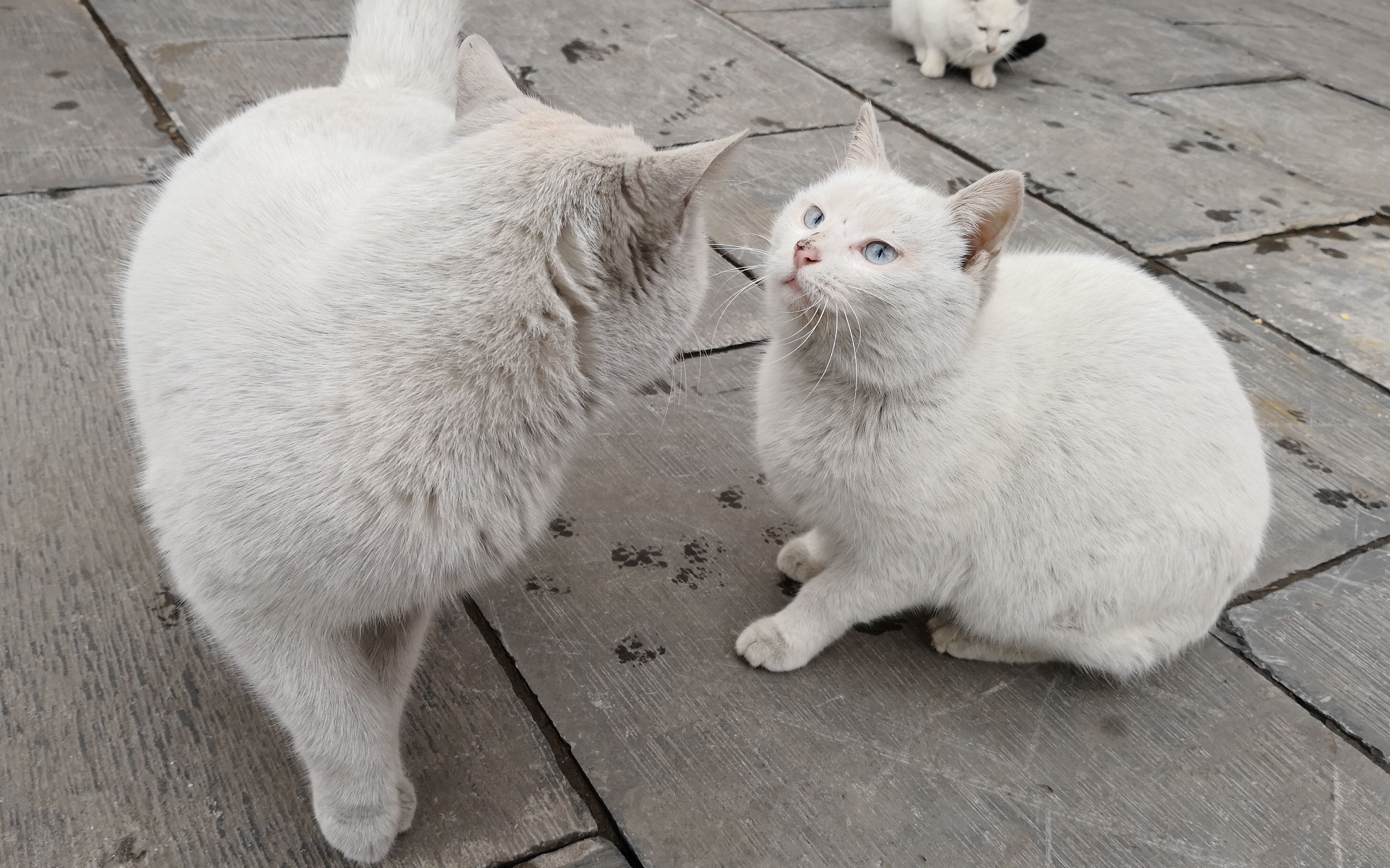 新生儿复苏操作