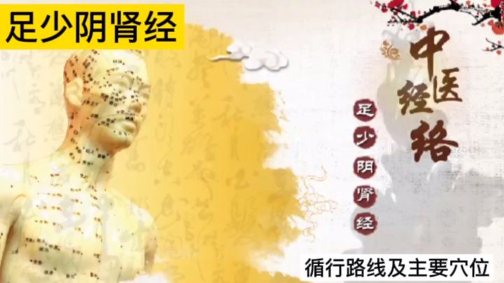 中医经络足少阴肾经
