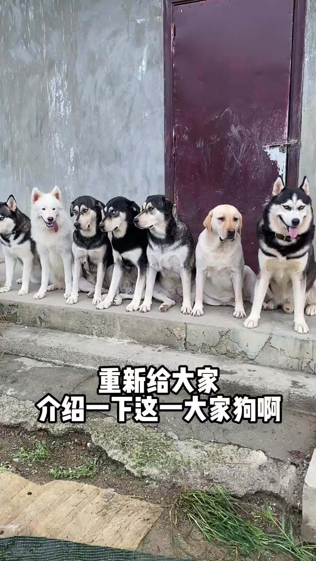 重新给大家介绍一下这一家狗