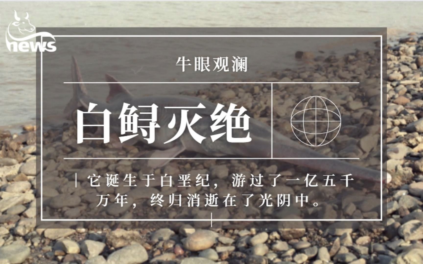 除了长江特有物种白鲟,已灭绝的还有这些物种…