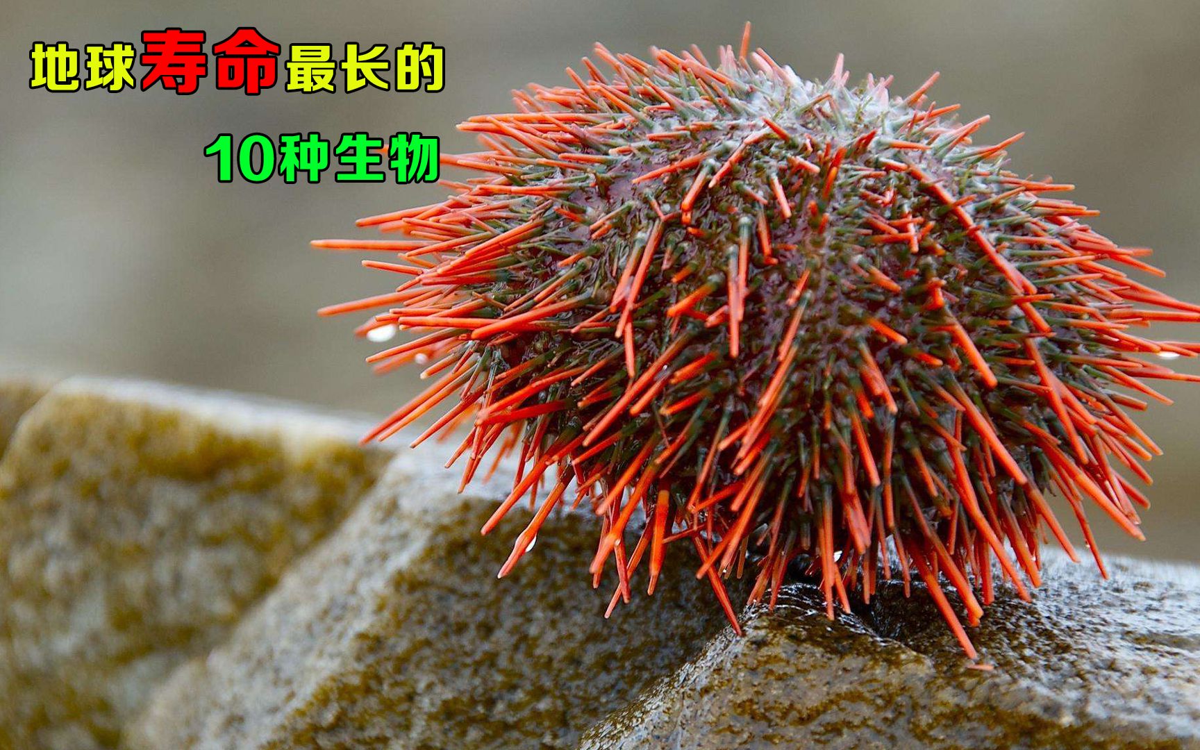 地球上寿命最长的10种动物,乌龟只排第7,其他九种超出你的想象