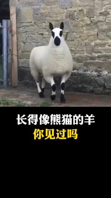 登上新疆春晚的熊猫羊长啥样