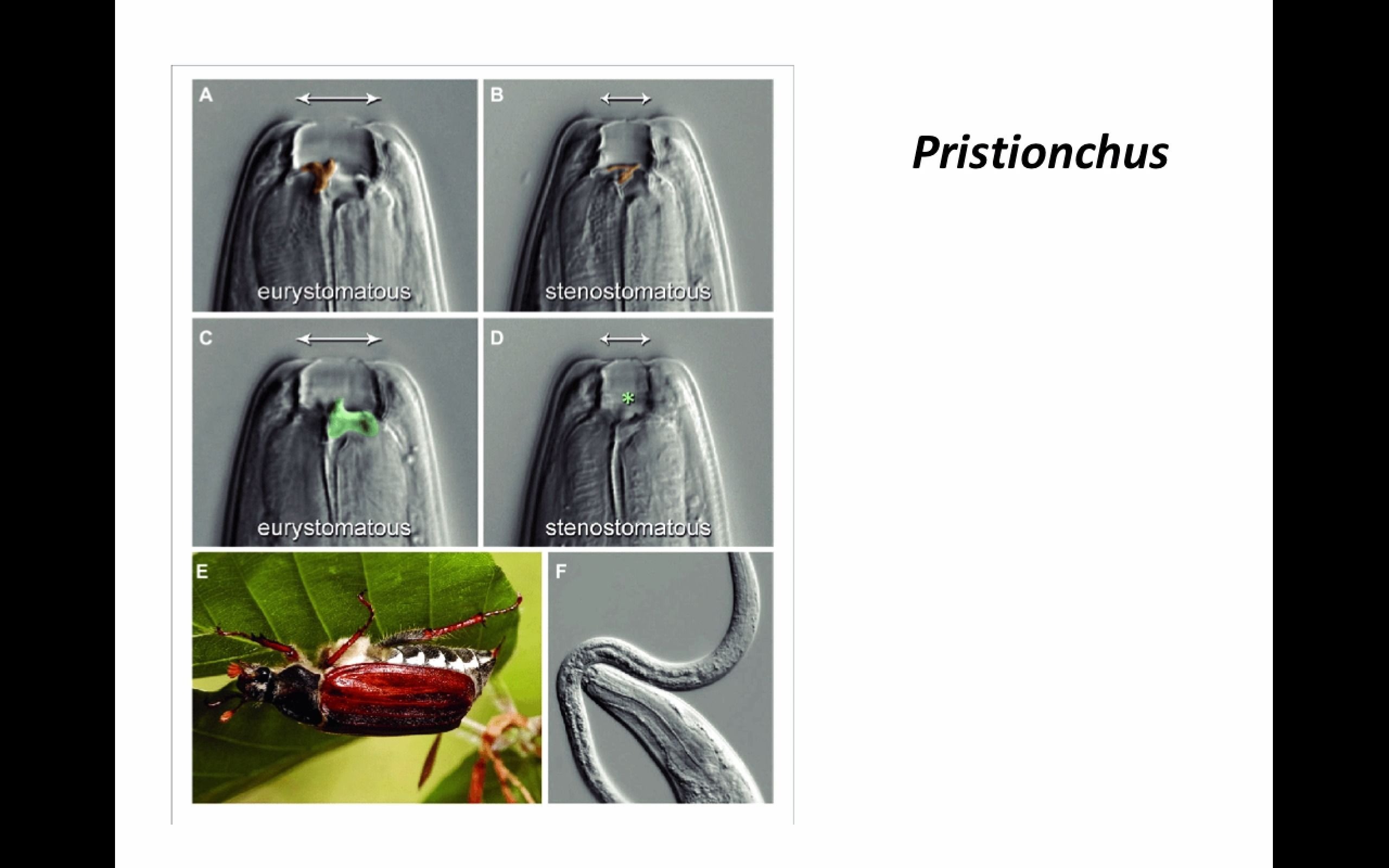 土壤线虫的分类鉴定(6):小杆目腐生类分类概述