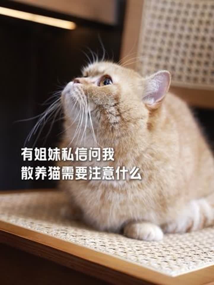 小猫咖啡营业中 咖啡馆的日常