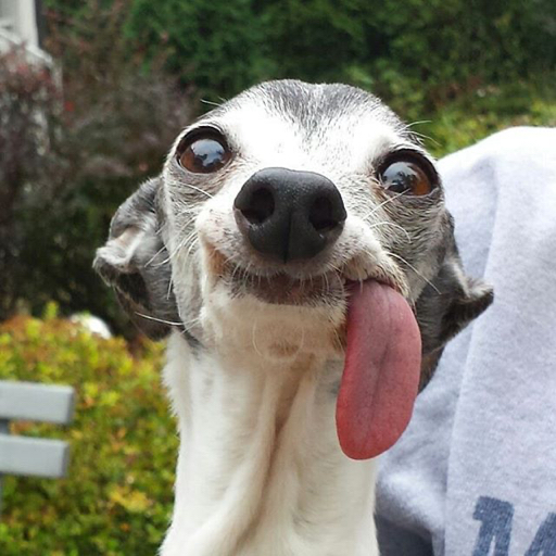 STUPID_DOGG 