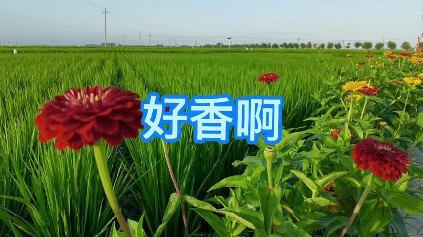 有机水稻种植的首要因素,生态环境一定#要美