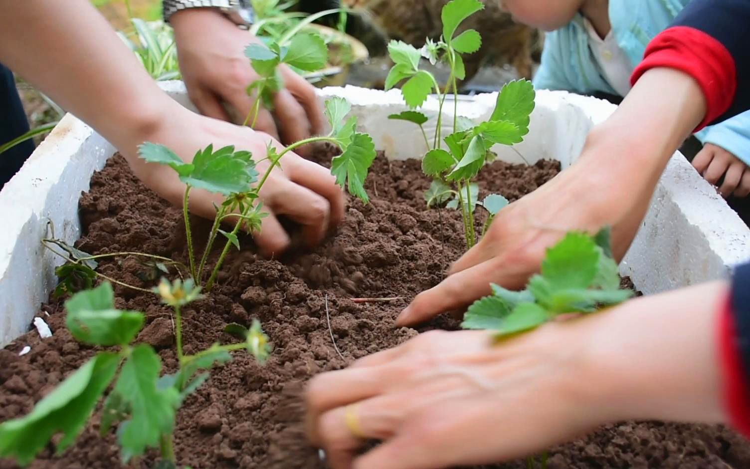 农村小伙将草莓种在家里,不打一点农药,这样吃起来健康、安全!