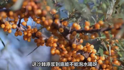 沙棘原浆可以泡水喝吗?分享正确的喝法和饮用禁忌