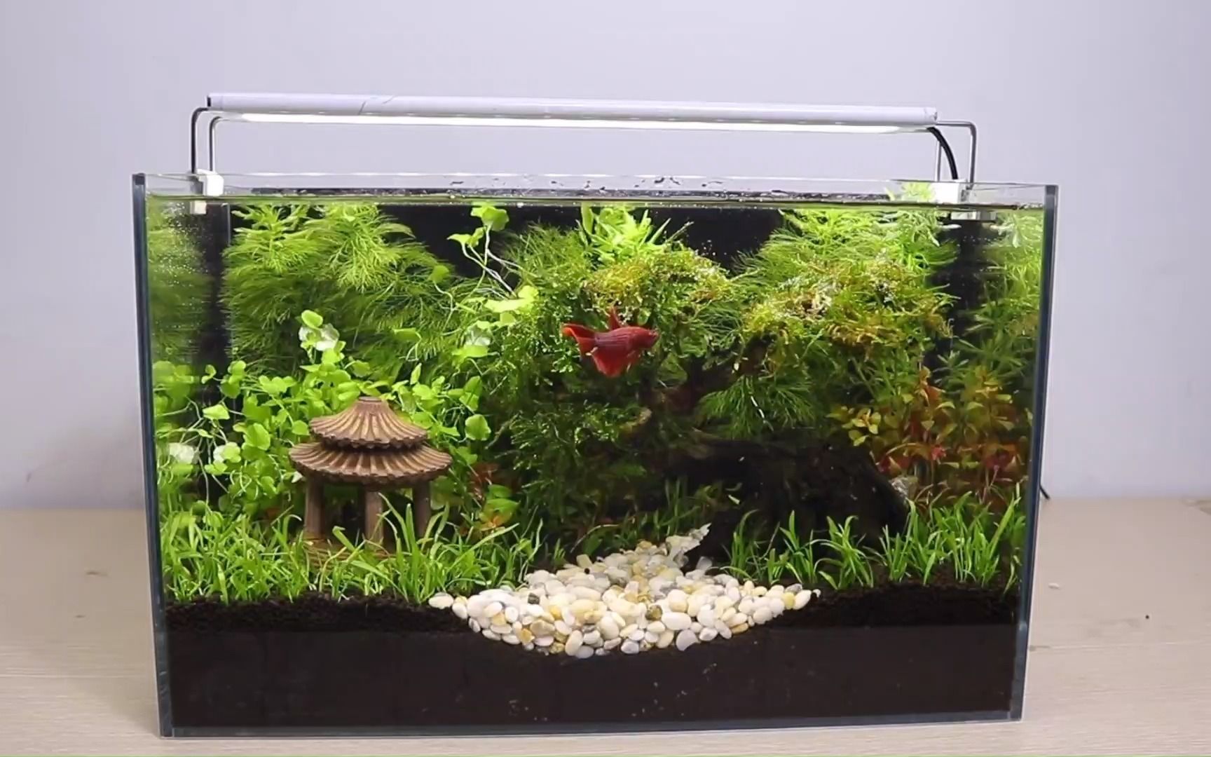 【鱼缸造景】低成本简易生态缸制作全过程