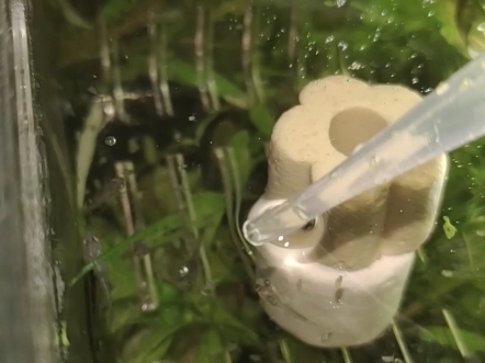 作为一个养鱼三年的新手,日常照顾孔雀鱼幼崽