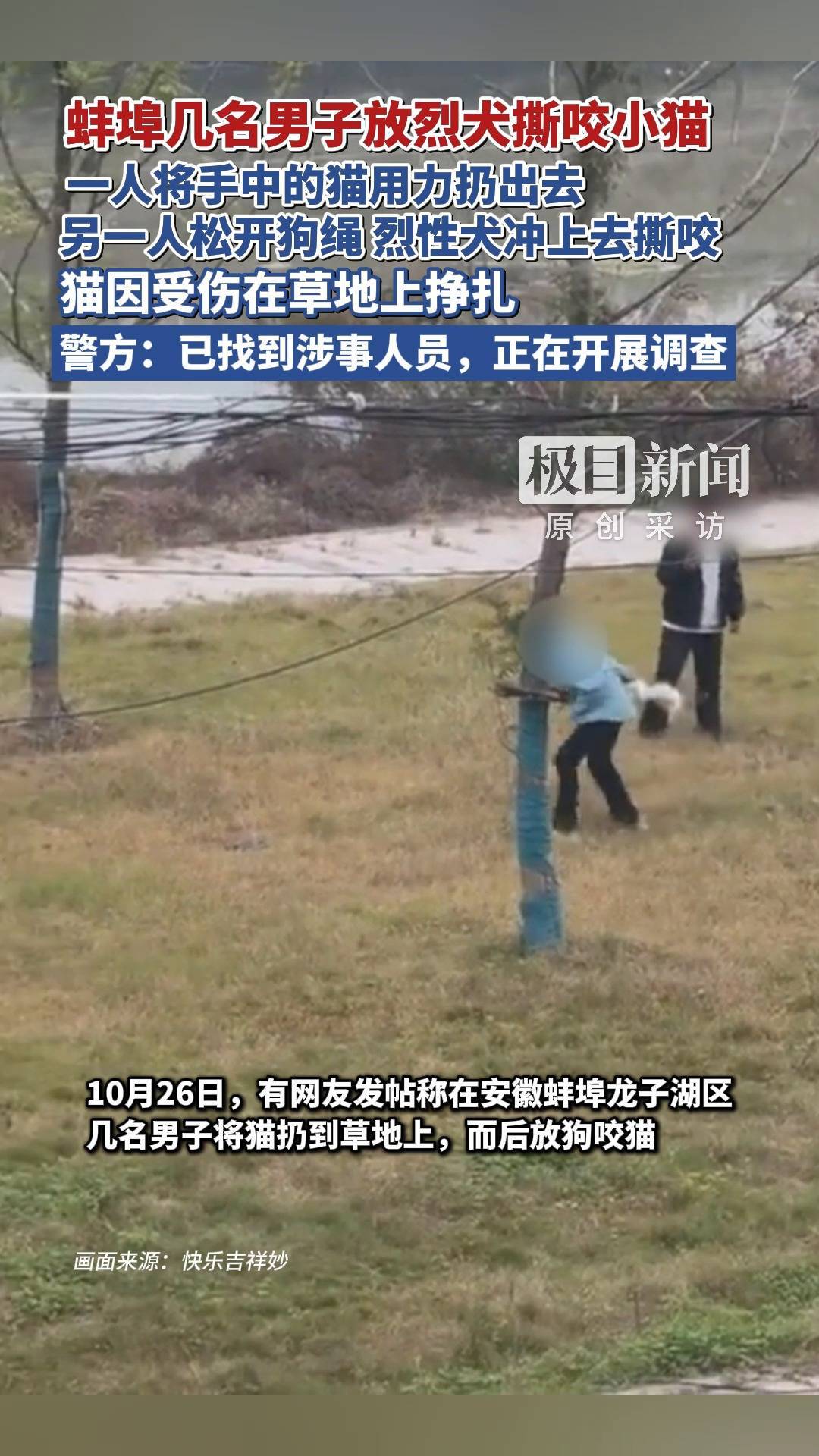蚌埠几名男子放烈犬撕咬小猫,一人将手中的猫用力扔出去,另一人松开...