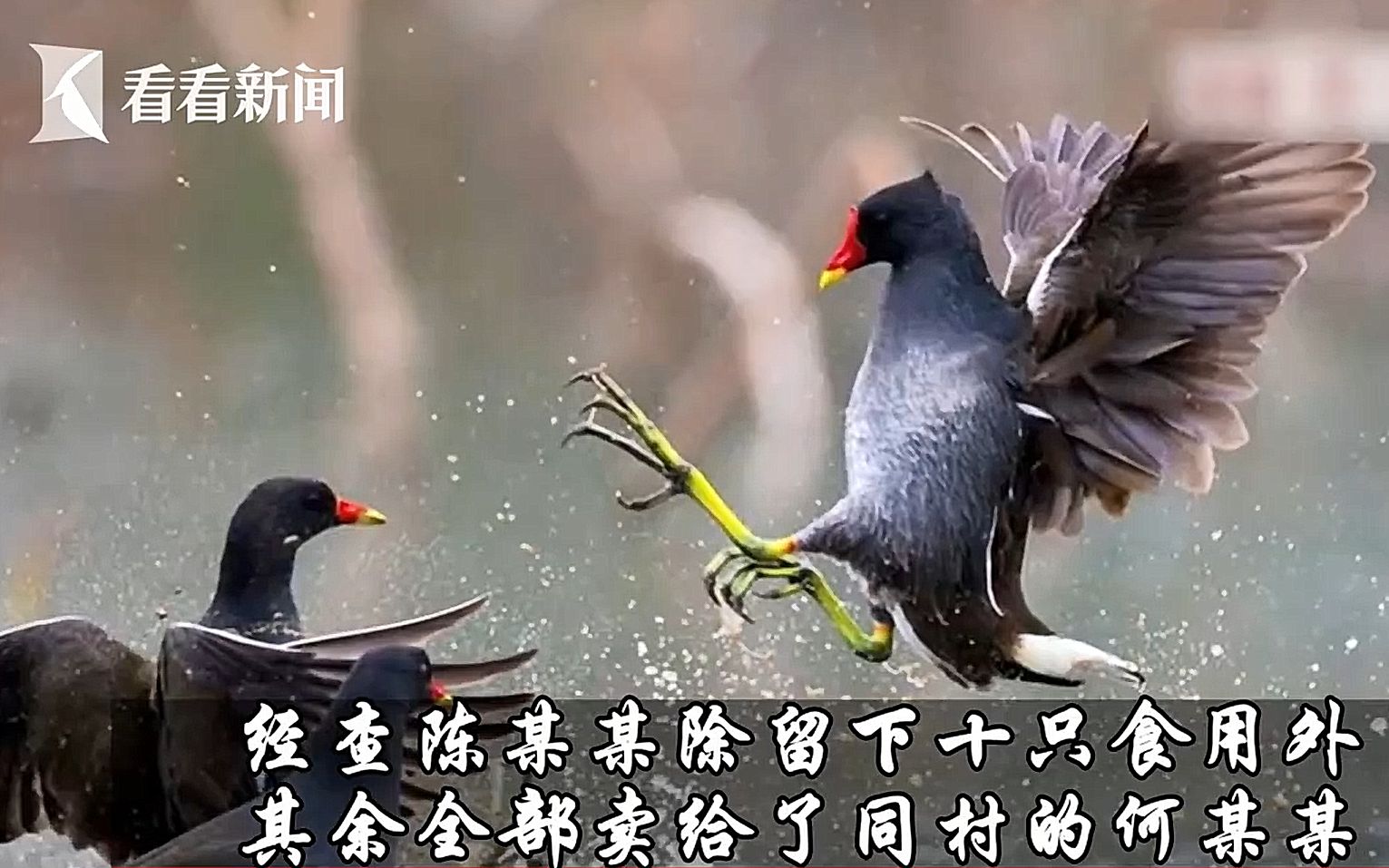 非法诱捕黑水鸡350只 不仅获刑还要罚10万元