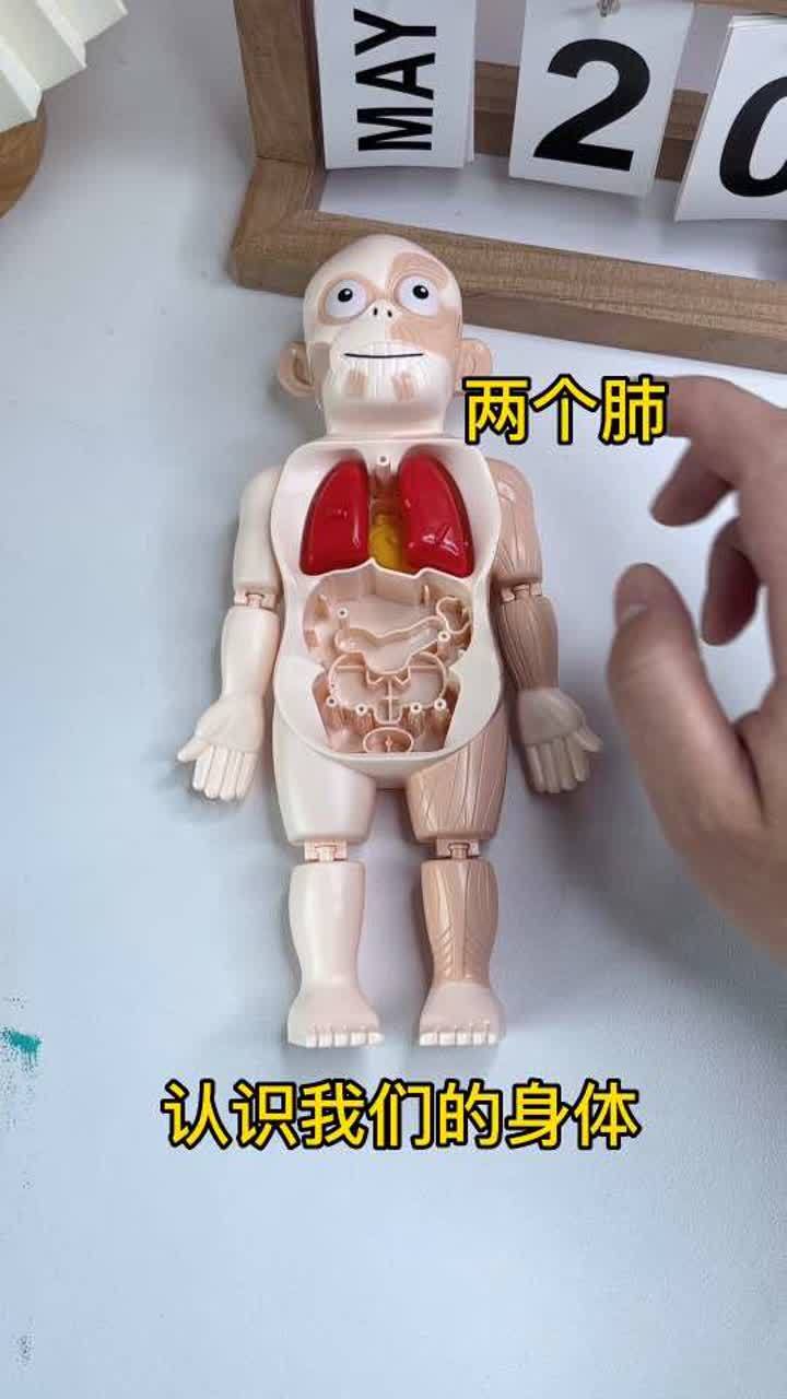 小朋友总是会好奇我们的身体,这个人体器官模型玩具,可以让小朋友...