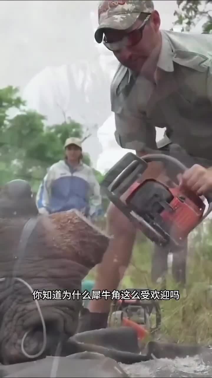 为什么动物保护组织要切掉犀牛角