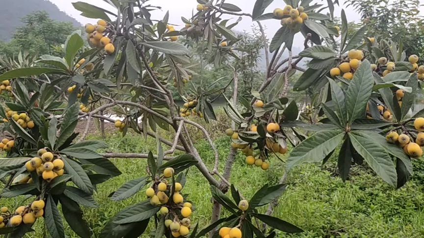 枇杷又大又甜枇杷树管理技术,批杷年年压满枝头,不会出现大小年