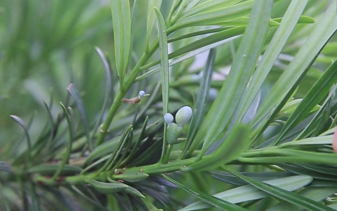 罗汉松为什么叫罗汉松?看到它的果实,我才恍然大悟,太形象了