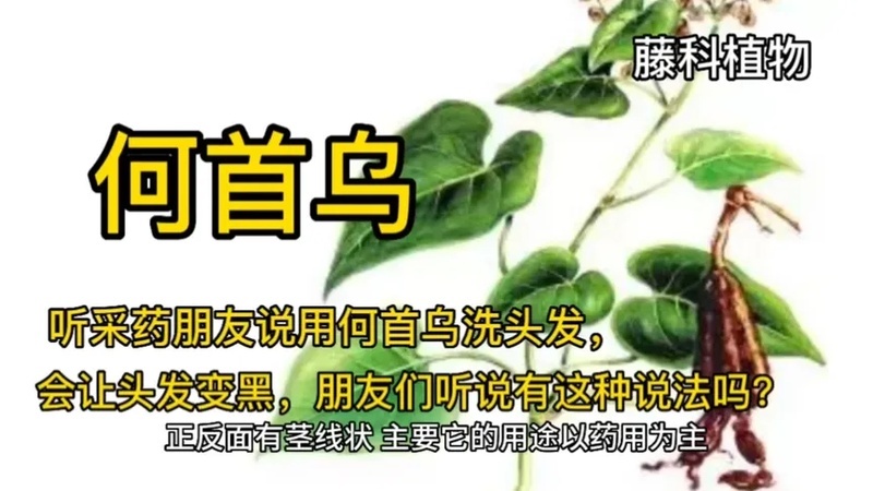 用何首乌洗头发,采药朋友说会头发变黑,朋友们听说这种说法吗