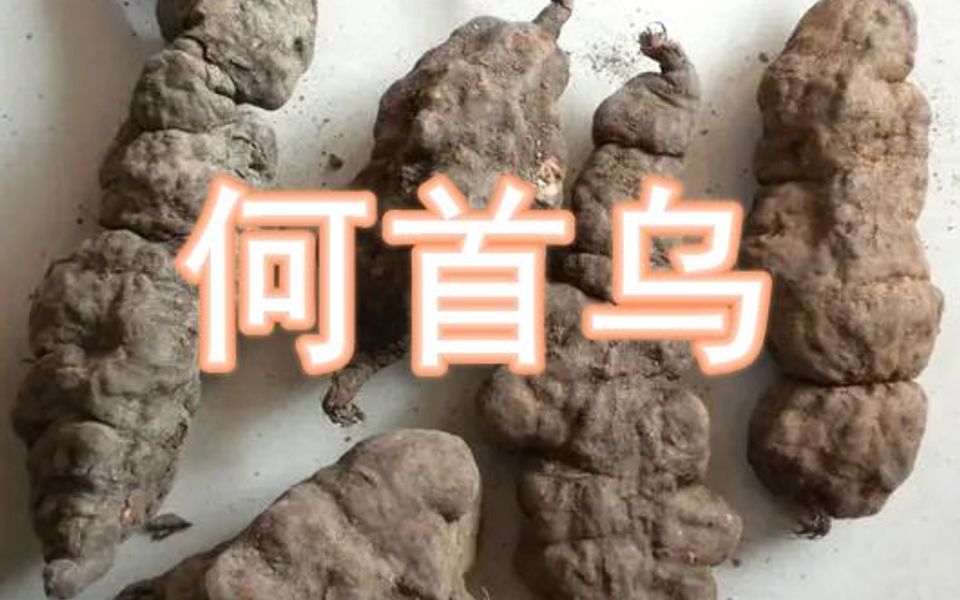 何首乌:益精血、乌须发、强筋骨、补肝肾