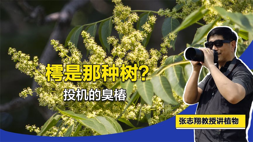 樗,这树被看作是无用之材,你知道是什么树种吗?