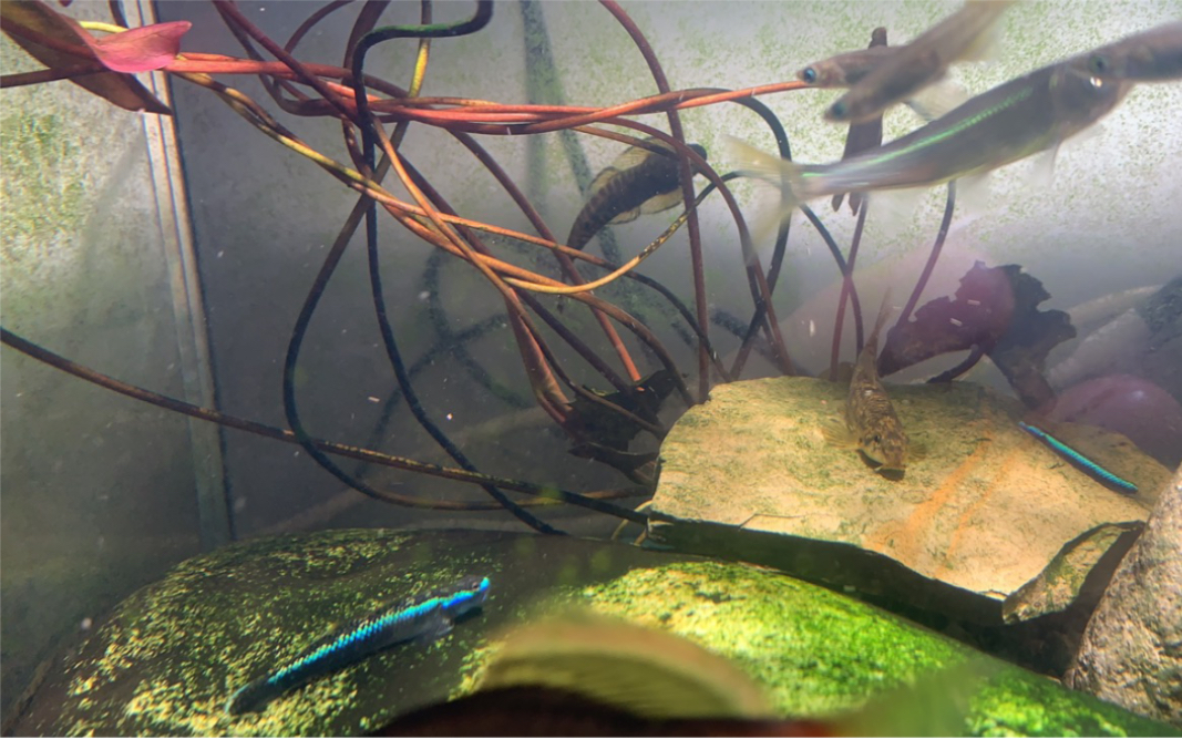 宿舍缸里的原生鱼 水混勿喷 最近因为安全员C证考试是真的没时间...