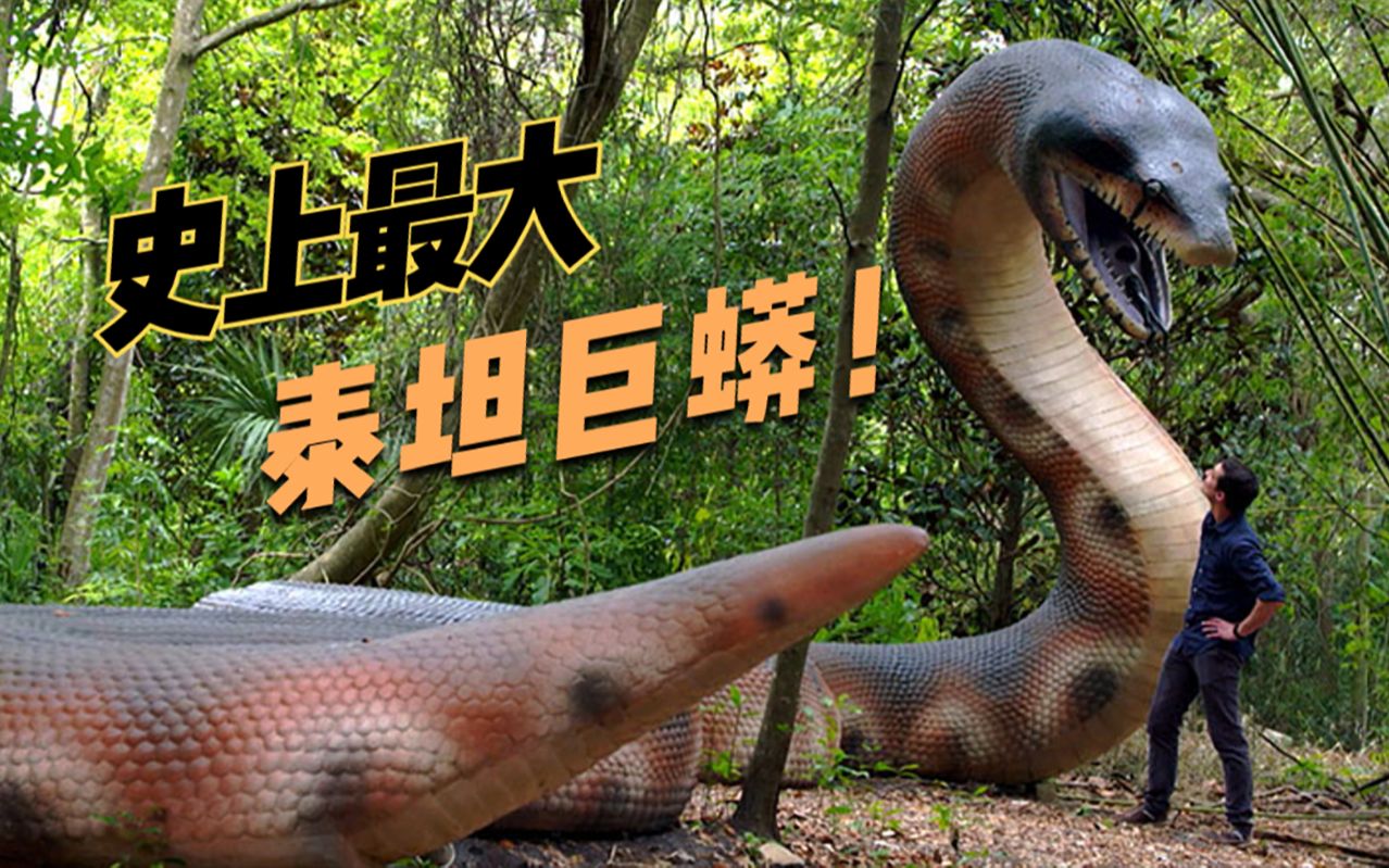 史上最大的蛇——泰坦巨蟒!1100公斤!