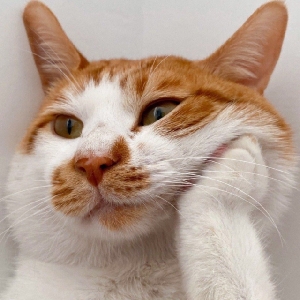 想养一只猫cat 