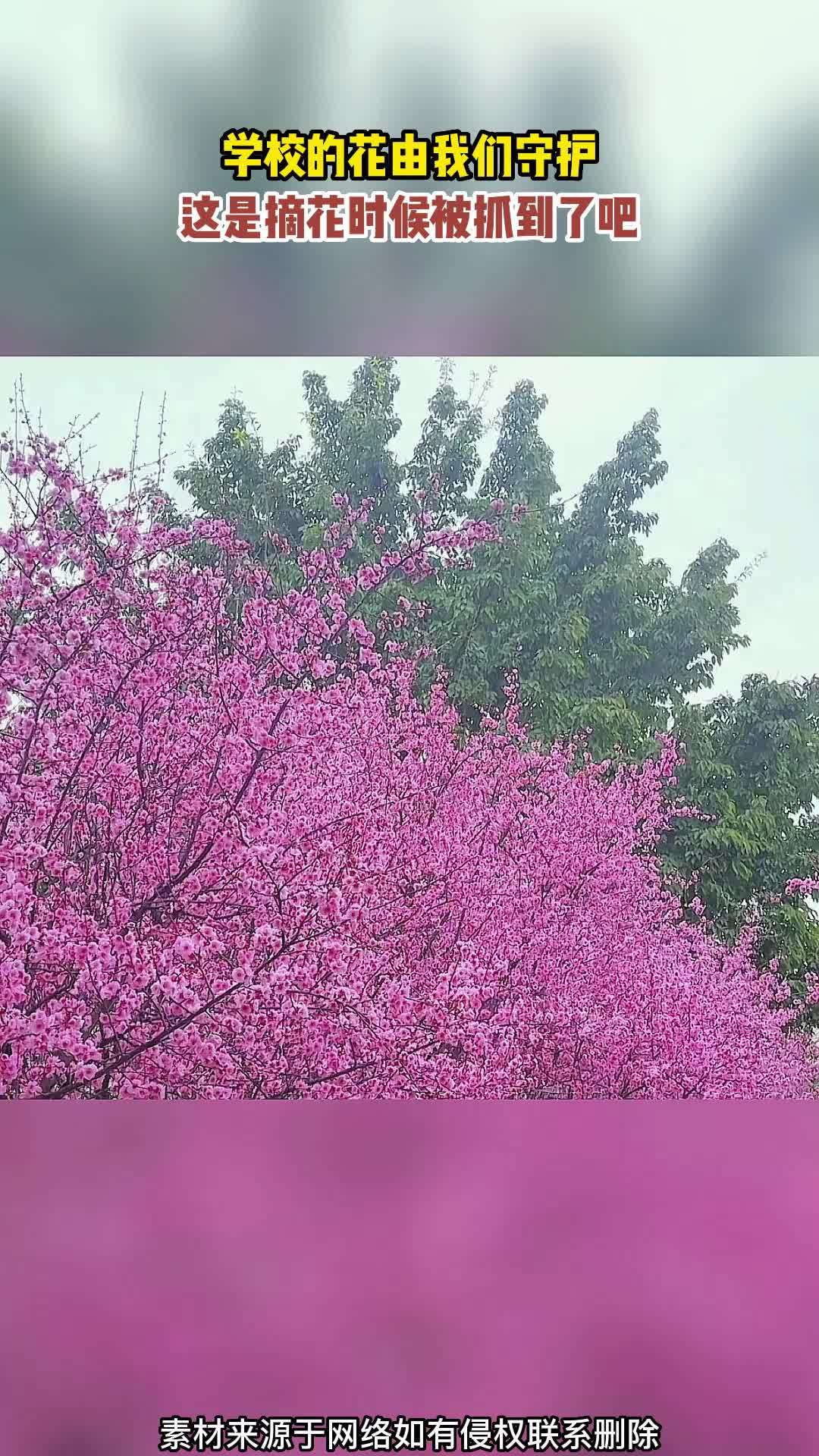 学校的花由我们守护,这是摘花时候被抓到了吧