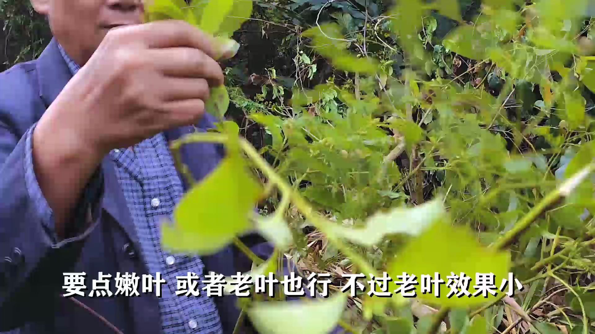 田耕地上:樟树的叶子可以用来止痒,特别是被毛毛虫痒的时候