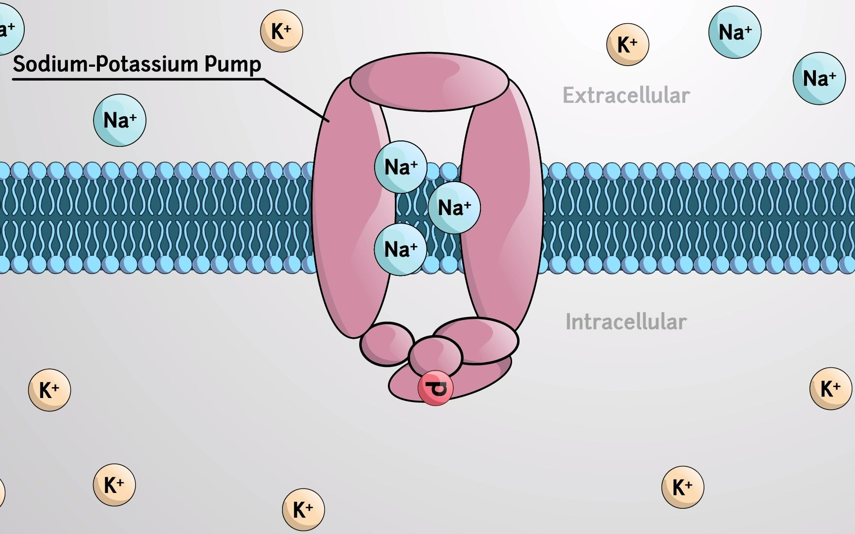 5.11初级主动运输