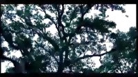 广西桂林农业学校雁山园旅游实训基地视频介绍