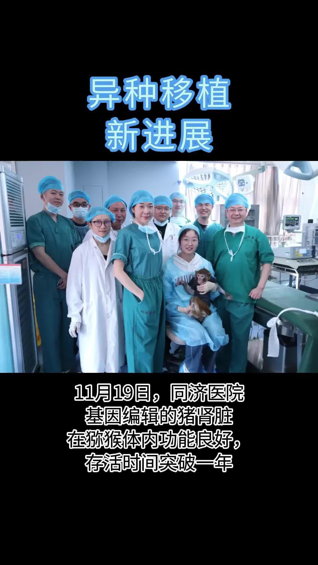 异种器官移植新进展,猪肾移植,医学科普 #热点新闻事件 #器官移植 #肾...