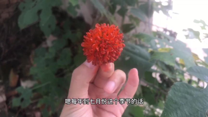 不受待见的构树,不止是天然的“肾宝”,好处这么多,我才知道!
