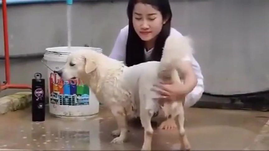 老婆给宠物狗洗澡,狗狗的表情亮了,网友:太享受了!