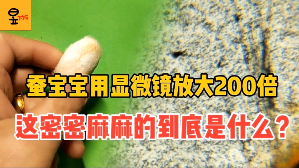 蚕宝宝孵化出什么?用显微镜放大200倍揭秘它体内到底是什么?