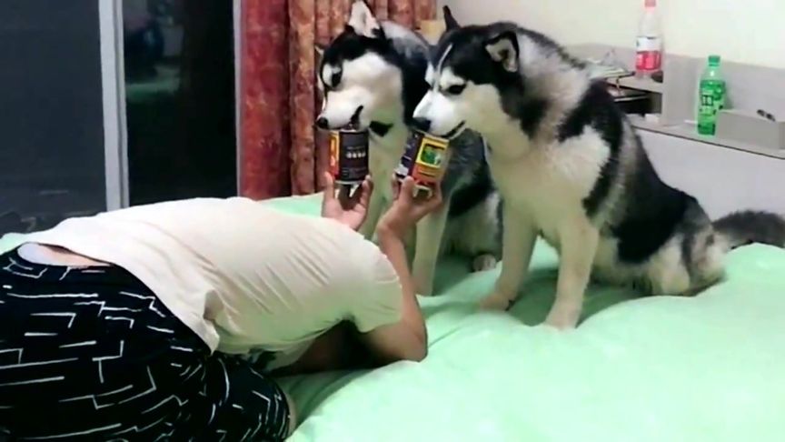 被狗咬了一定得打针吗,这个狗主人说得很清楚,看完都忍住别笑哦