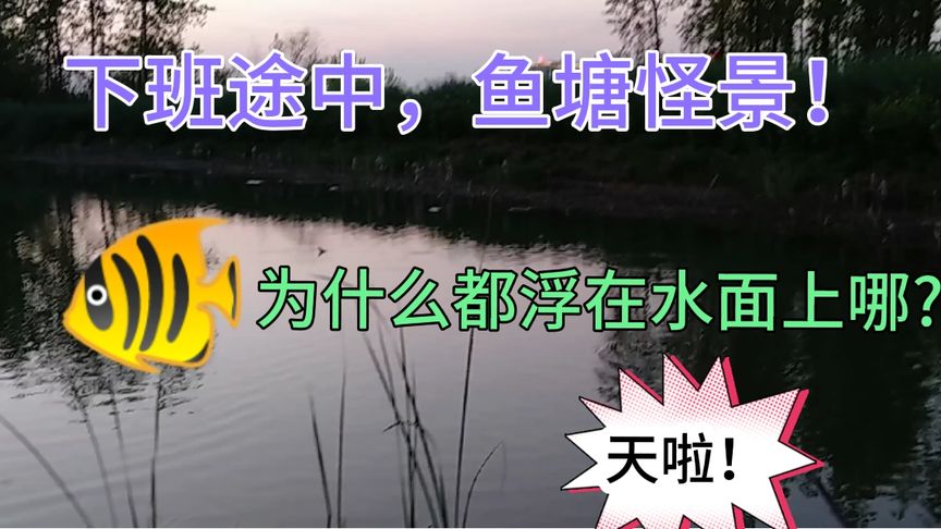 下班途中,鱼塘怪静!鱼儿为啥都浮在水面上?莫名奇妙…