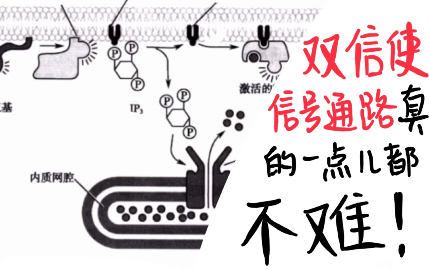 秒杀信号转导(5)双信使信号通路|细胞生物学|ip3和DG