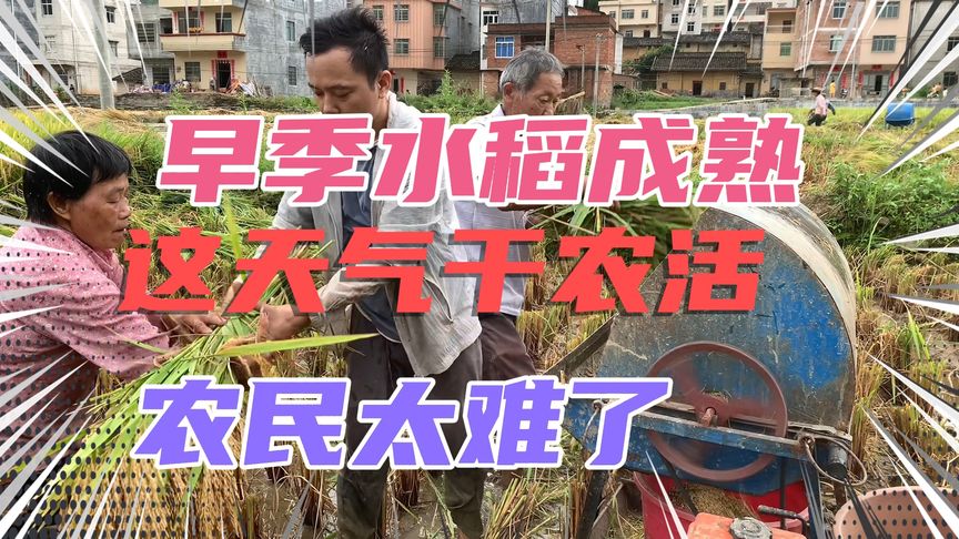 早季水稻成熟了,天气不好,回家帮爸妈收割能帮一点是一点!