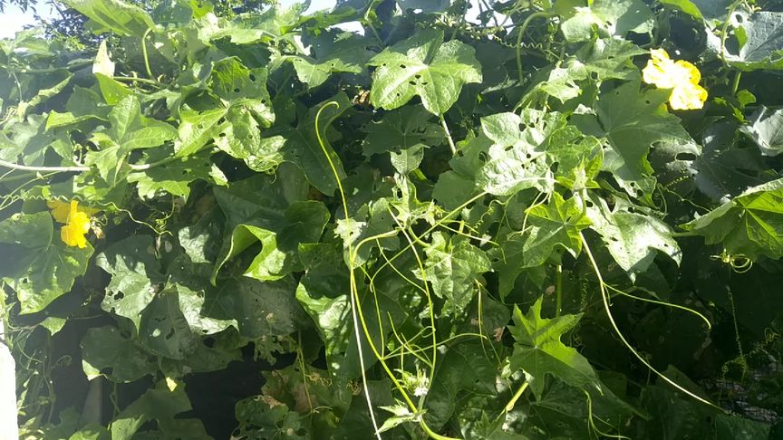 自然生长丝瓜,给它支起枝架,它就攀岩走壁,枝繁叶茂,繁花似锦