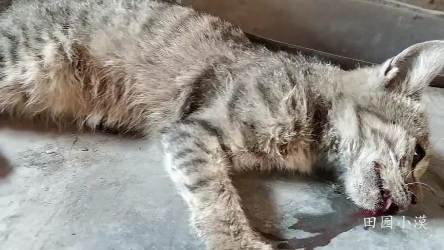 小猫被狗咬了身受重伤, 历经千辛万苦, 终于送到了宠物诊所