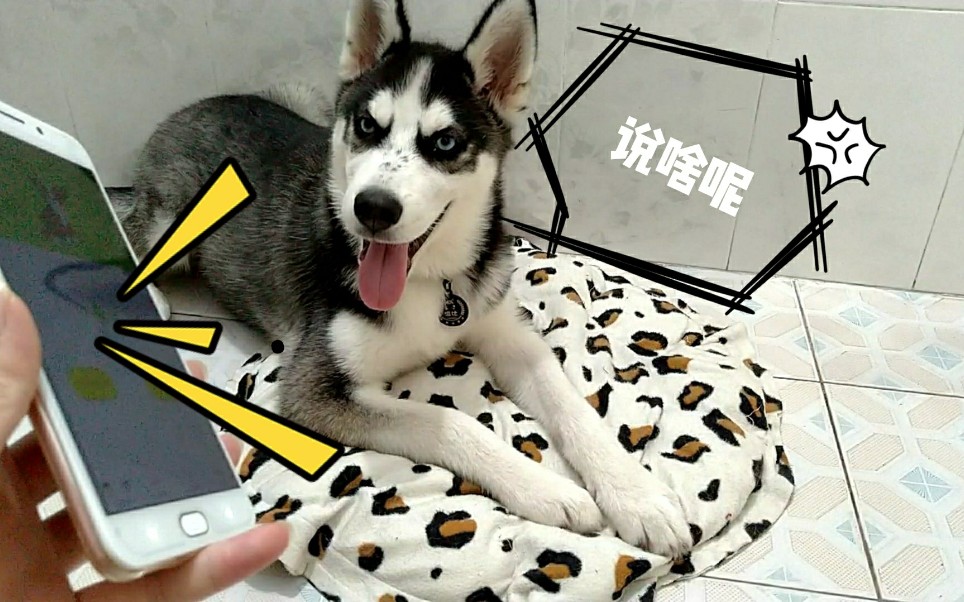 主人用狗语翻译器和哈士奇对话,二哈居然听懂了!