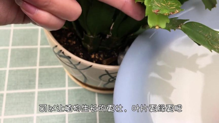 原来酵母粉还有这个作用,养花的可以赶紧学起来
