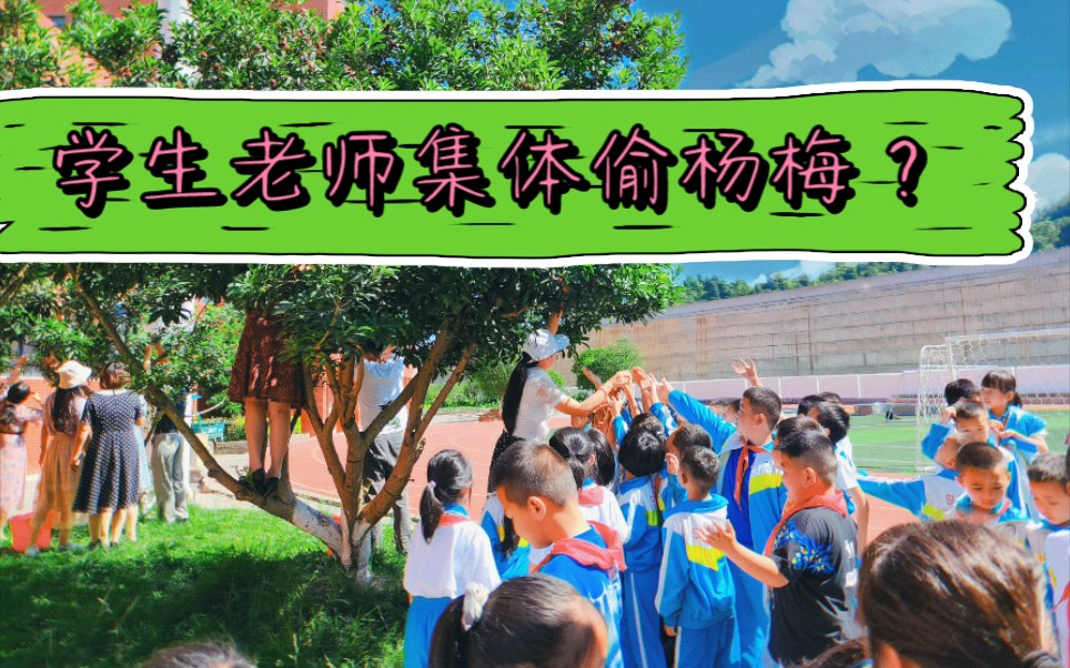 乡村学校杨梅熟了,老师集体采摘,学生直呼这样的活动多来点!