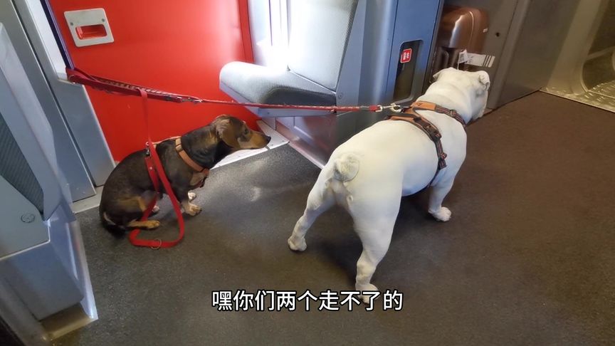 小妞在法国高铁上,意外遇见两只宠物狗,宠物竟也可以买票坐火车
