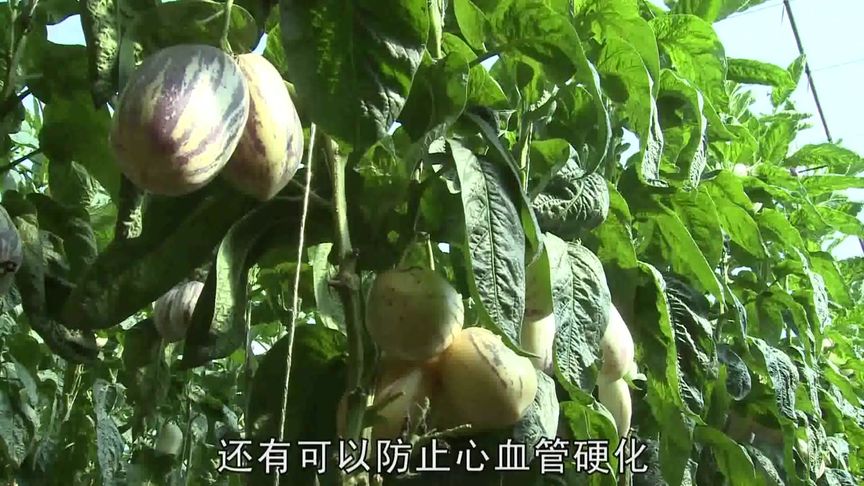 你吃过人参果吗?它不仅有延年益寿的功效,而且对男生特别好!