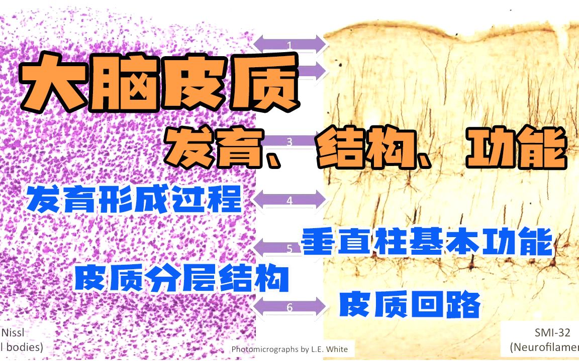 ...(皮层)的发育、结构和功能 - 发育形成、分层结构、基本回路、基本...