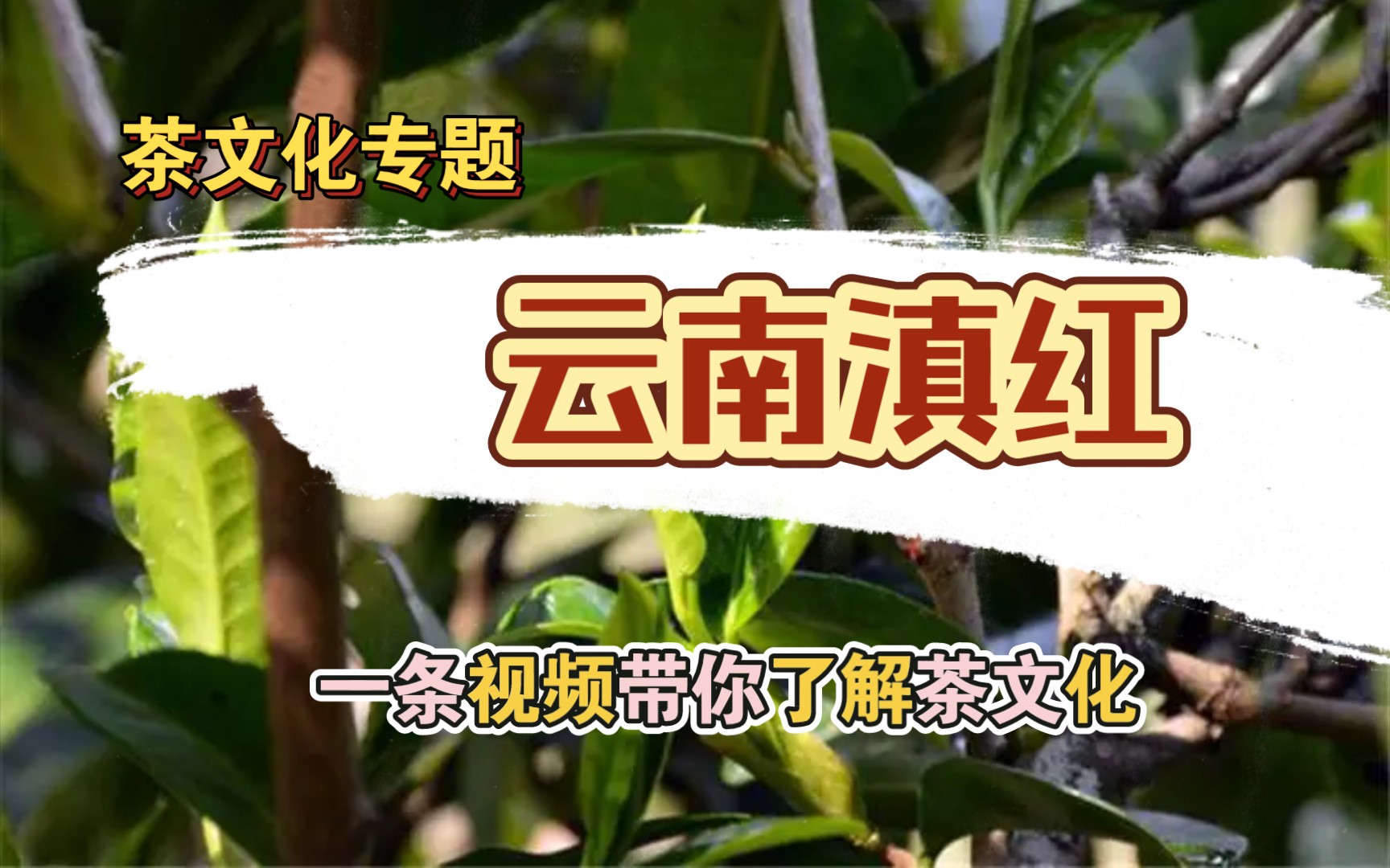 〔茶文化〕蜜香醇厚,丝滑感极强的云南滇红